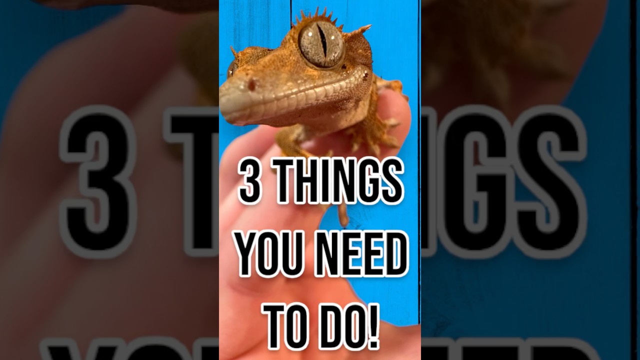 3 Things you NEED to do for your Crested Gecko! #crestedgecko