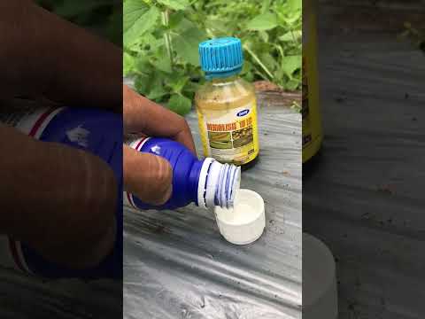Insektisida untuk hama thrips dan kutu kebul