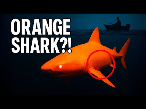 Fishermen Caught a Bright Orange Shark—Scientists Can’t Explain It ...