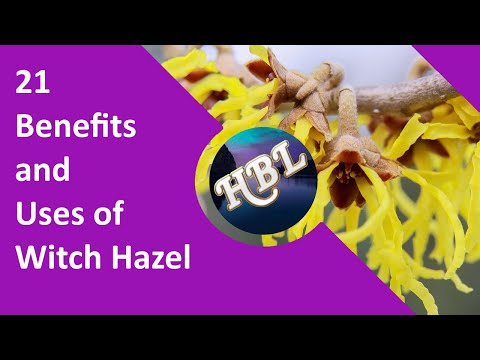 21 Benefits and Uses of Witch Hazel
