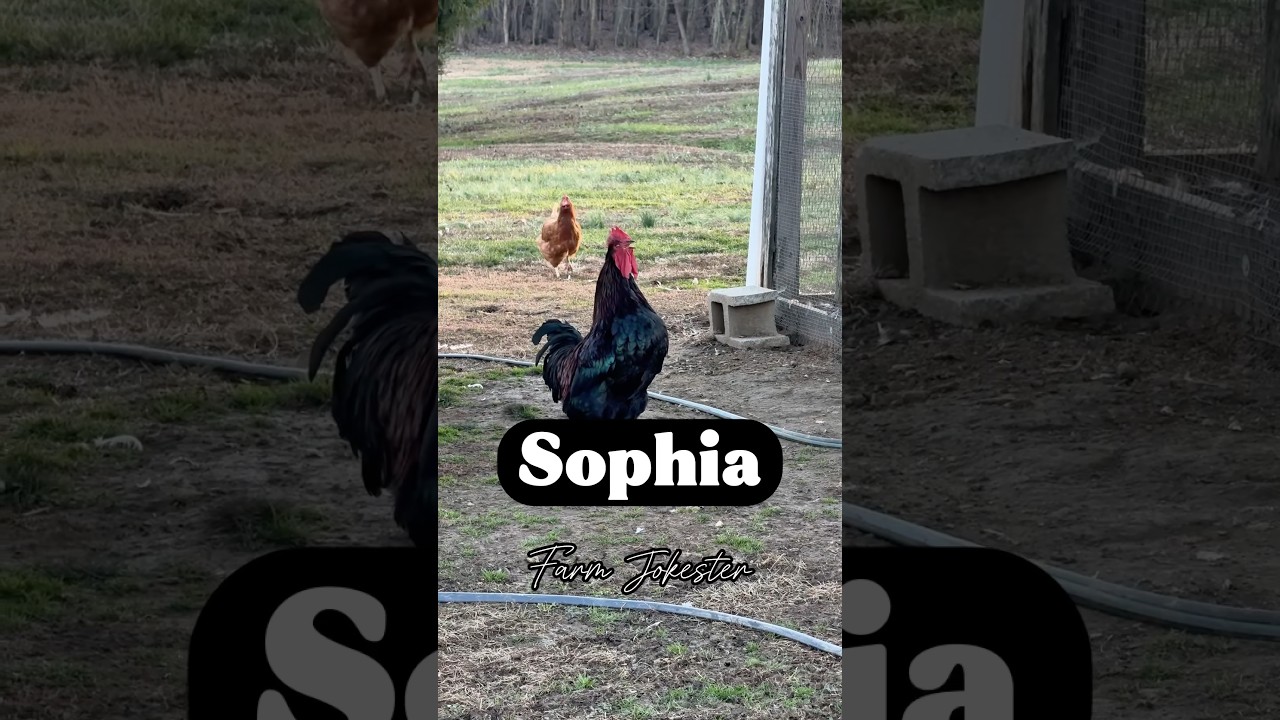 Sophia, Oh Sophia!, Soopphhiiaaaaa! #sophia #sofia #humor #laugh #chickens #hens #roosters