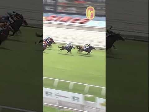 The Wild Prince great winner on 12-April @ Selangor turf club ridden by L De Souza