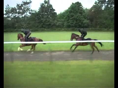 Category A Gallop Example