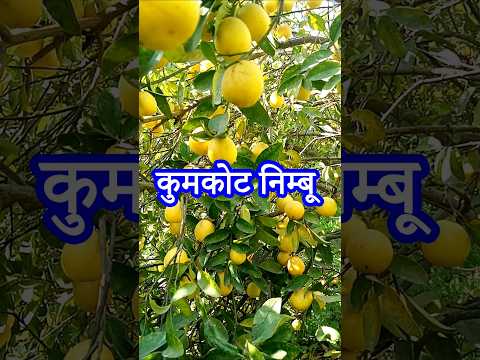 Kumquat Lemon Farming in India 2025 || Kumquat Lemon Fruit Plant for Sell All India online Delivery