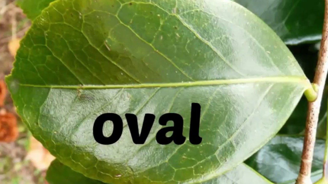 CC Cycle 1 Week 10 Science Song