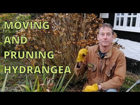 MOVING AND PRUNING HYDRANGEA
