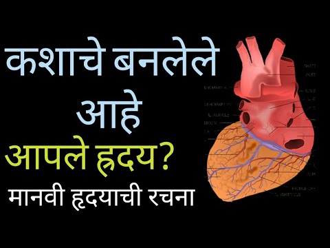 Heart Structure in marathi