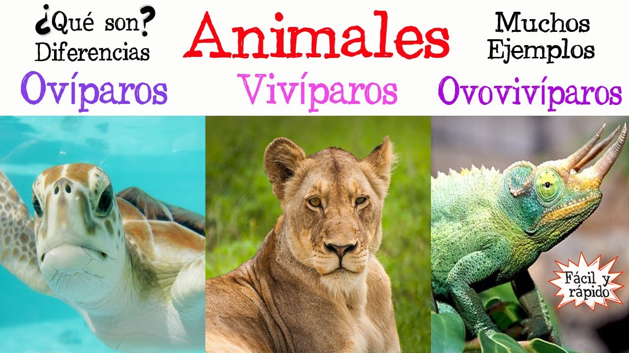 🐝Oviparous, Viviparous, and Ovoviviparous Animals🐠 [Easy and Fast] | BIOLOGY |