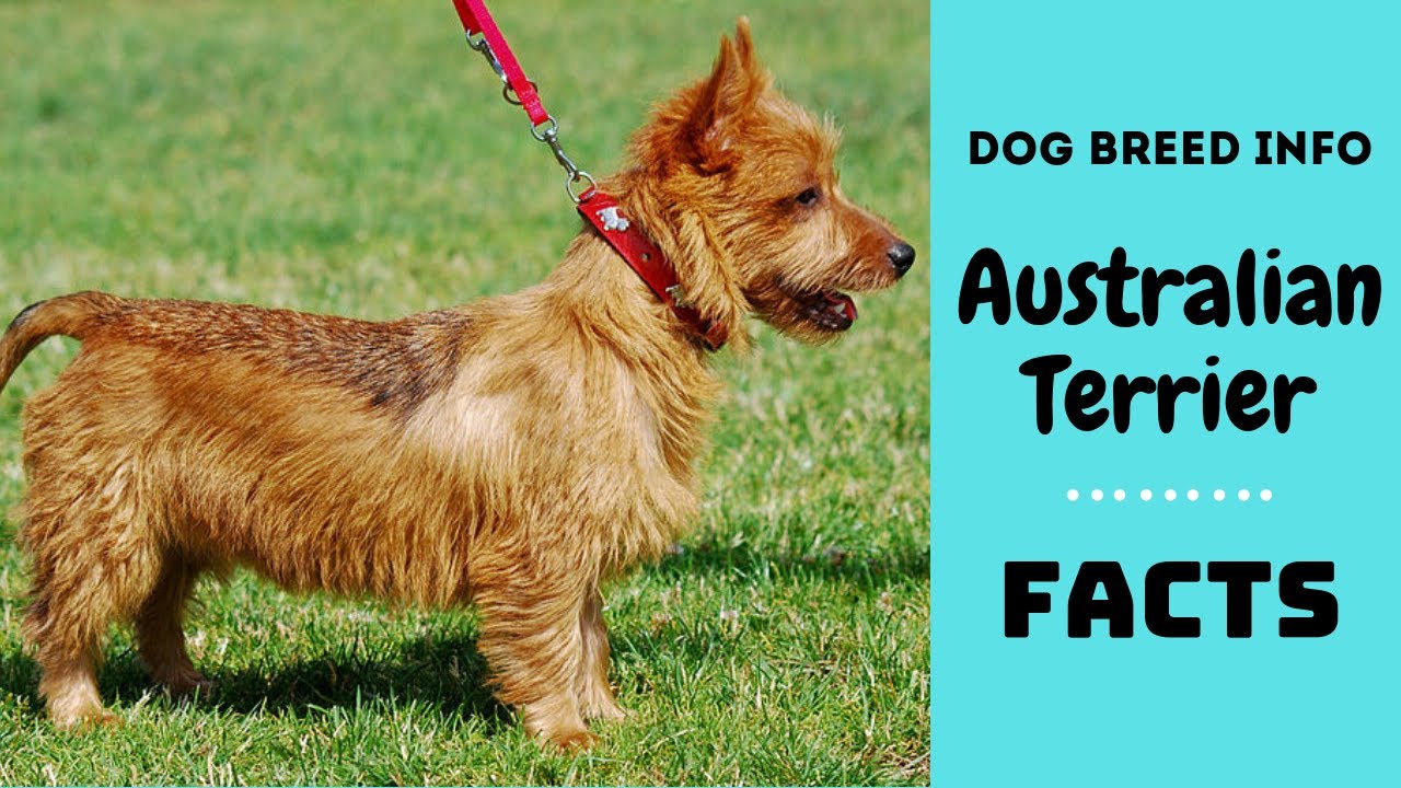 Australian terrier dog breed. All breed characteristics and facts about Australian Terrier