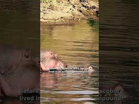 Has Colombia Finally Found a Solution For Pablo Escobar's 'Cocaine Hippos?' #shorts