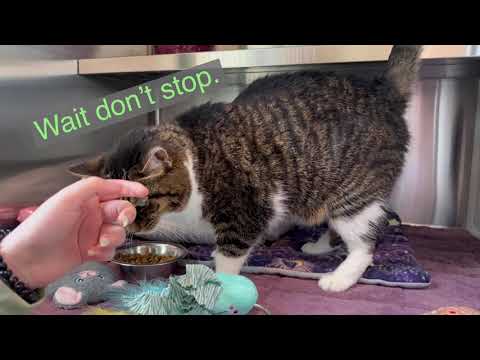 Evie - Adoptable Cat at Brown County Humane Society