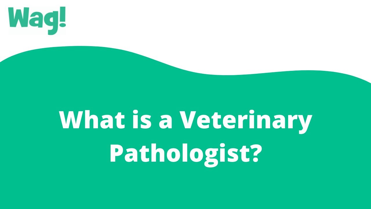 What is a Veterinary Pathologist? | Wag!