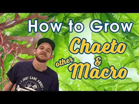 How to Grow Chaeto Algae and Other Macroalgae Like a PRO | Lighting, Parameters, & Flow