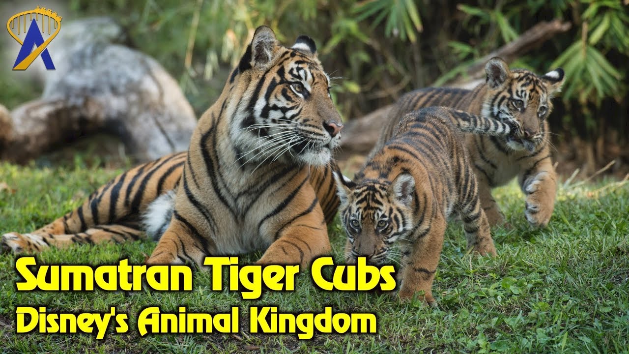 MyDisneyFix | Sumatran Tiger Cubs arrive at Maharajah Jungle Trek at ...
