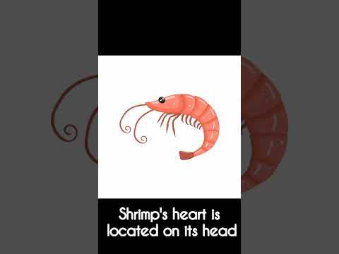 Shocking fact about shrimp /Did you know