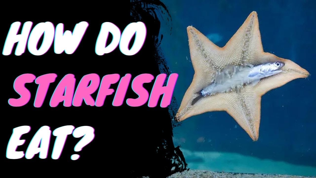How Do Starfish Eat?