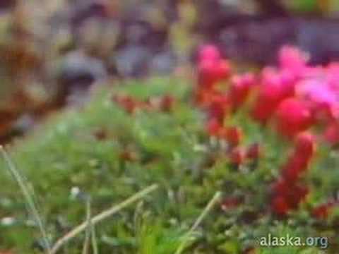 Alaska.org - Visiting The Trans Alaska Oil Pipeline ...