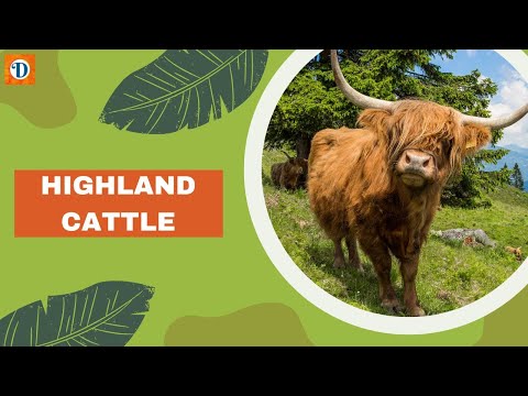 HIGHLAND CATTLE | Majestic Scottish Cattle Breed
