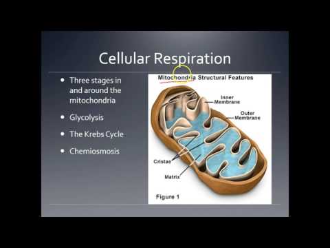 Glycolysis and Link Reaction