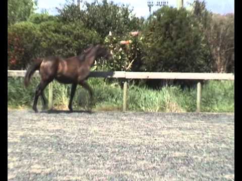 Daisy.wmv