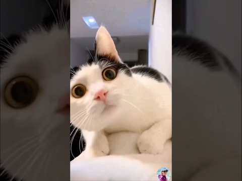 cat meme face #trending #viral #shorts #fyp