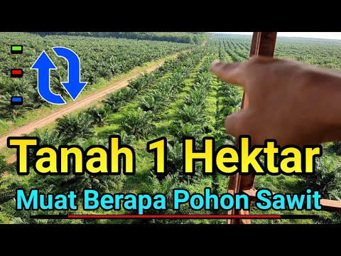 tanah 1 hektar berapa isi pohon sawit