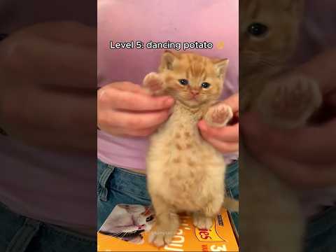 cats getting better at dancing π
