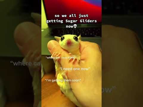can’t believe i have to say this DON’T BUY ANY PET YOU CAN’T PROPERLY TAKE CARE OF ‼️ #sugarglider