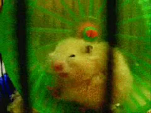 Video: Watch super-cutesy viral of yawning hedgehog and other dozy ...