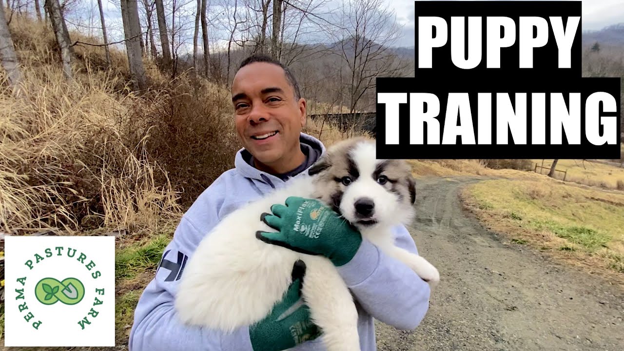 Training The Livestock Guardian PUPPY!