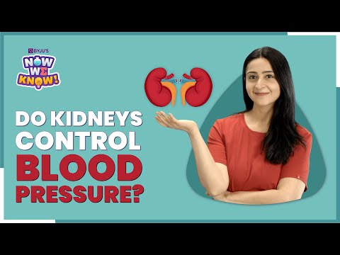How Do Kidneys Maintain & Regulate Blood Pressure In Human Body? | BYJU'S Now We Know