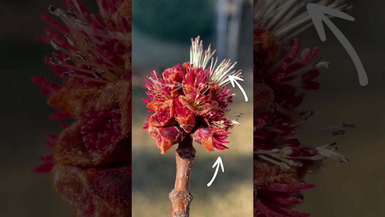 Urban Forestry | Maple Flowers - dioecious, monoecious and polygamodioecious
