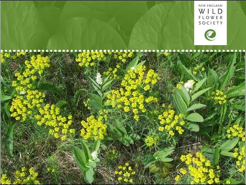 Plant Reproductive Features I: Ferns and Conifers