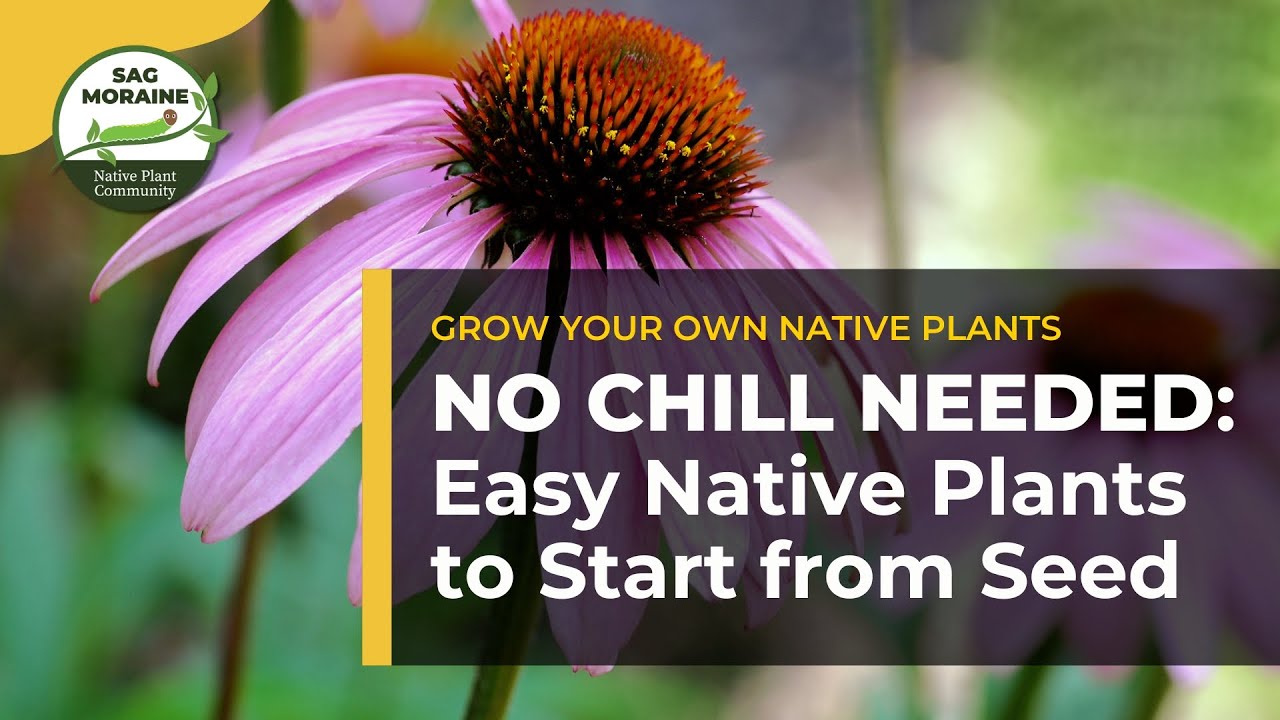 🌱 Grow Your Own Native Plants: NO CHILL NEEDED ✨ Easy Native Plants to Start from Seed