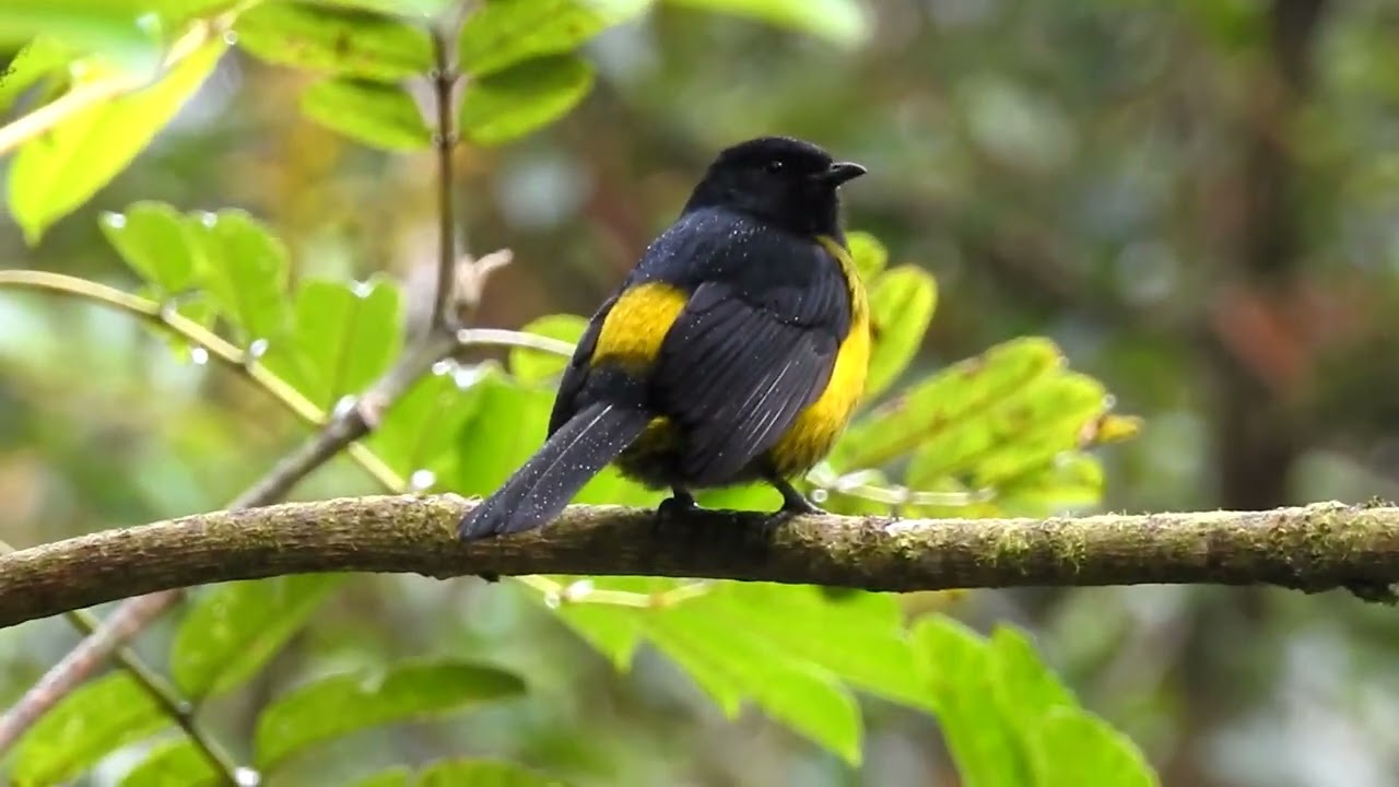 Black-and-Yellow Silky Flycatcher - Irazu Volcano, Costa Rica 2018