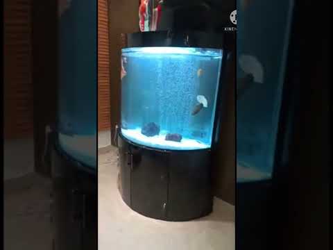 Aquarium design 2022///Ajysarkar