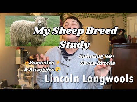 Wool to Gold Ep 14: My Sheep Breed Study 🐏 40+ Different Rare Wools