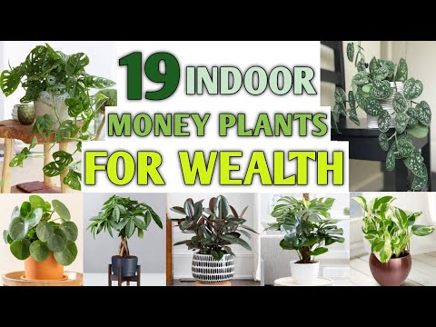 19 Indoor Money Plants for Wealth | Money Plant types for wealth Prosperity and Goodluck in home