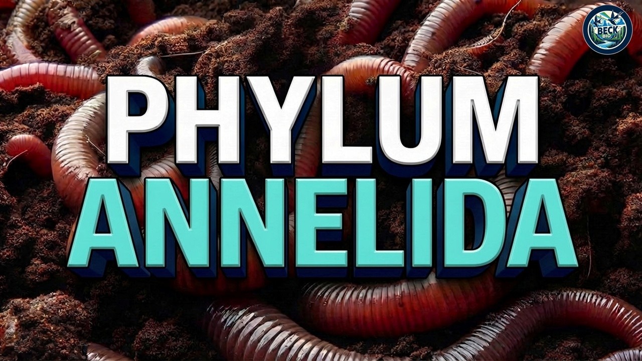 Phylum Annelida - Annelids/Segmented Worms