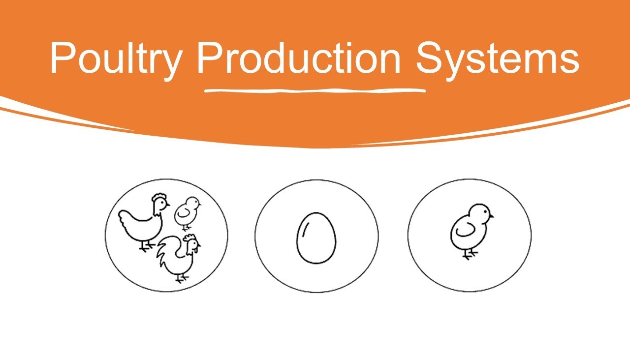 Poultry 3.  Production Systems
