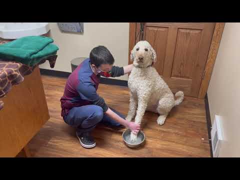How To Use Chlorhexidine Scrub: Soaking Your Pet's Paw