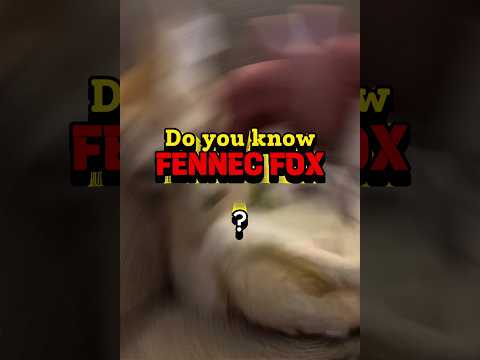 Do you know FENNEC FOX โ๐ฑโค๏ธ๐ฆ | #animals #animalshorts