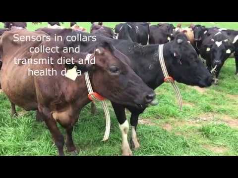 Seven Oaks Dairy cow-monitoring app