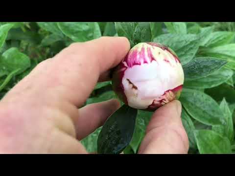 When to cut Peony blooms