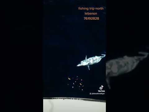 casting skipjack tuna