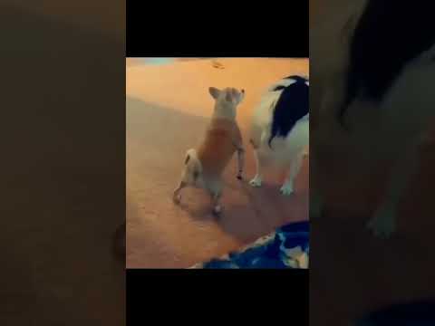 ????????Funny????????Like and Subscribe ???? #best #reels #shorts #funny #dog #dance #epic #fail RB Memes Edit