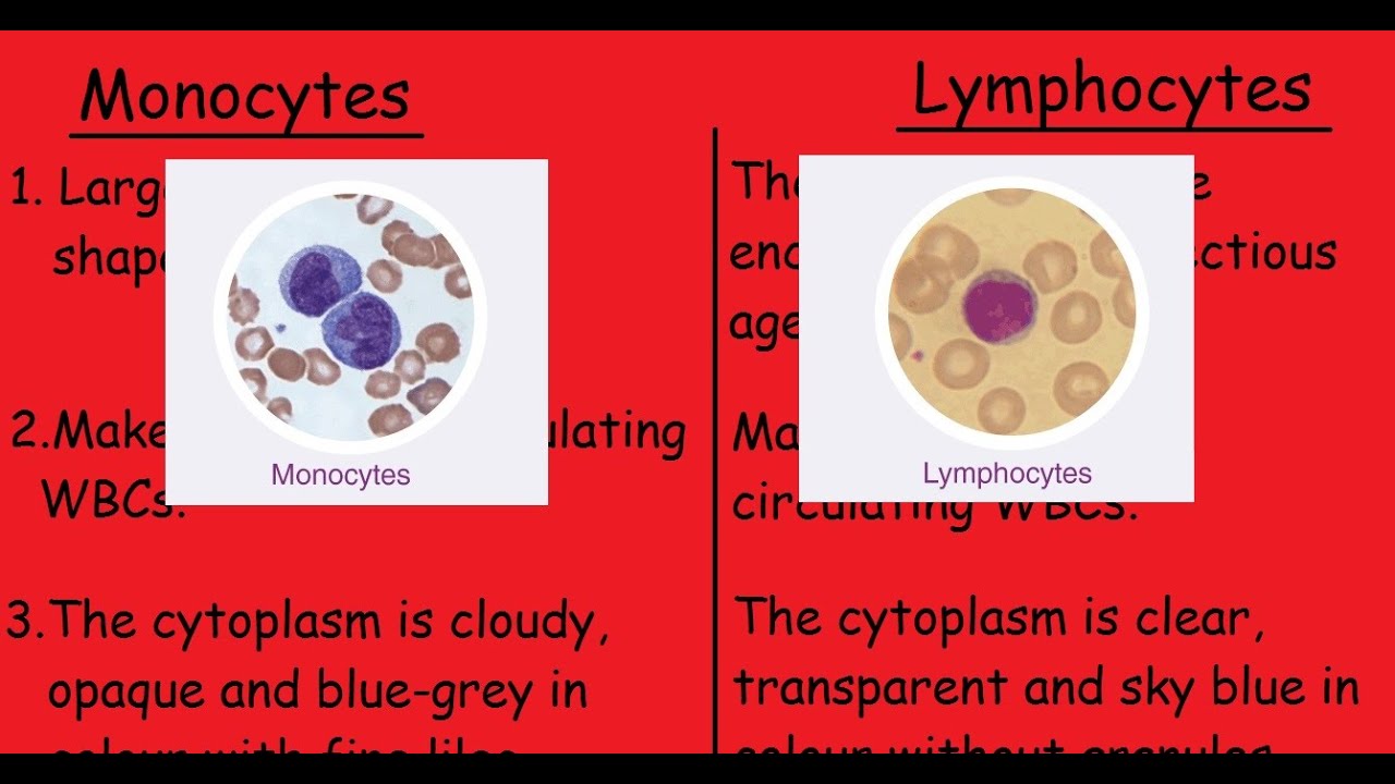 Monocytes Vs Lymphocytes |3 Min Quick differences & Explanation|