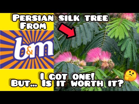 B&M Persian Silk Tree : Is it Worth it?