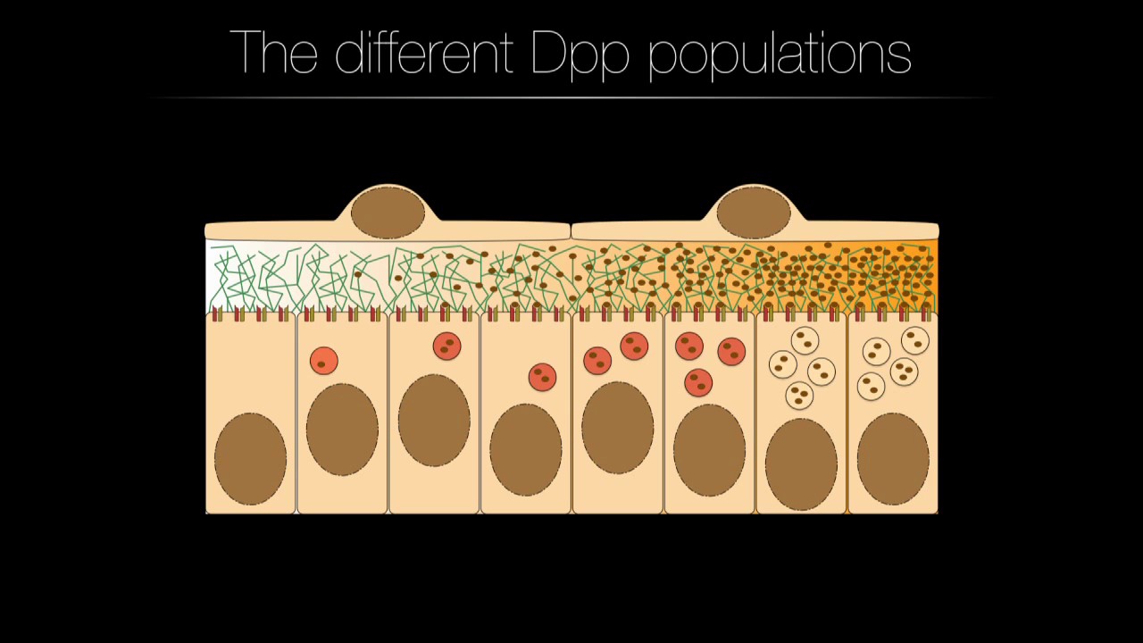 PS Bosch: Tracking morphogens down: Uncovering the Dpp morphogen gradient.