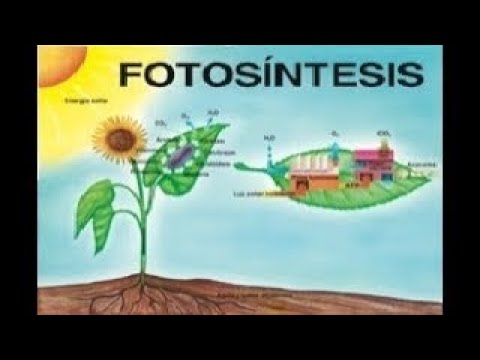 LA FOTOSÍNTESIS : DOCUMENTAL COMPLETO | Osgam